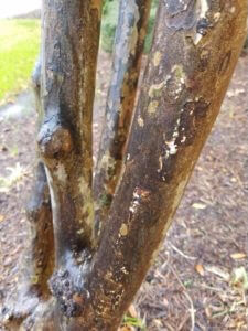 Crepe Myrtle Bark Scale (CMBS) – Richmond Tree Stewards
